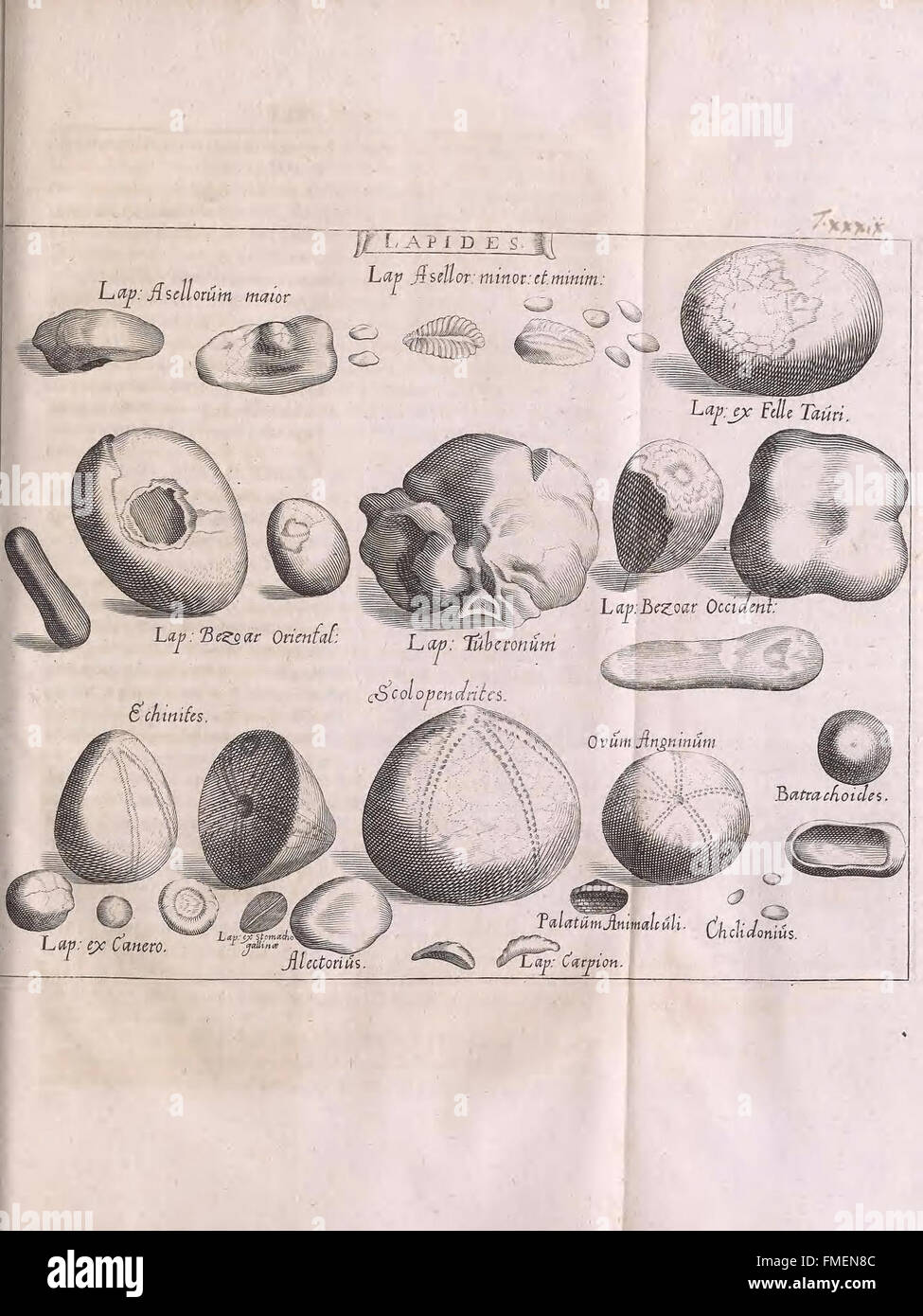 Rupertus besleri hi-res stock photography and images - Alamy