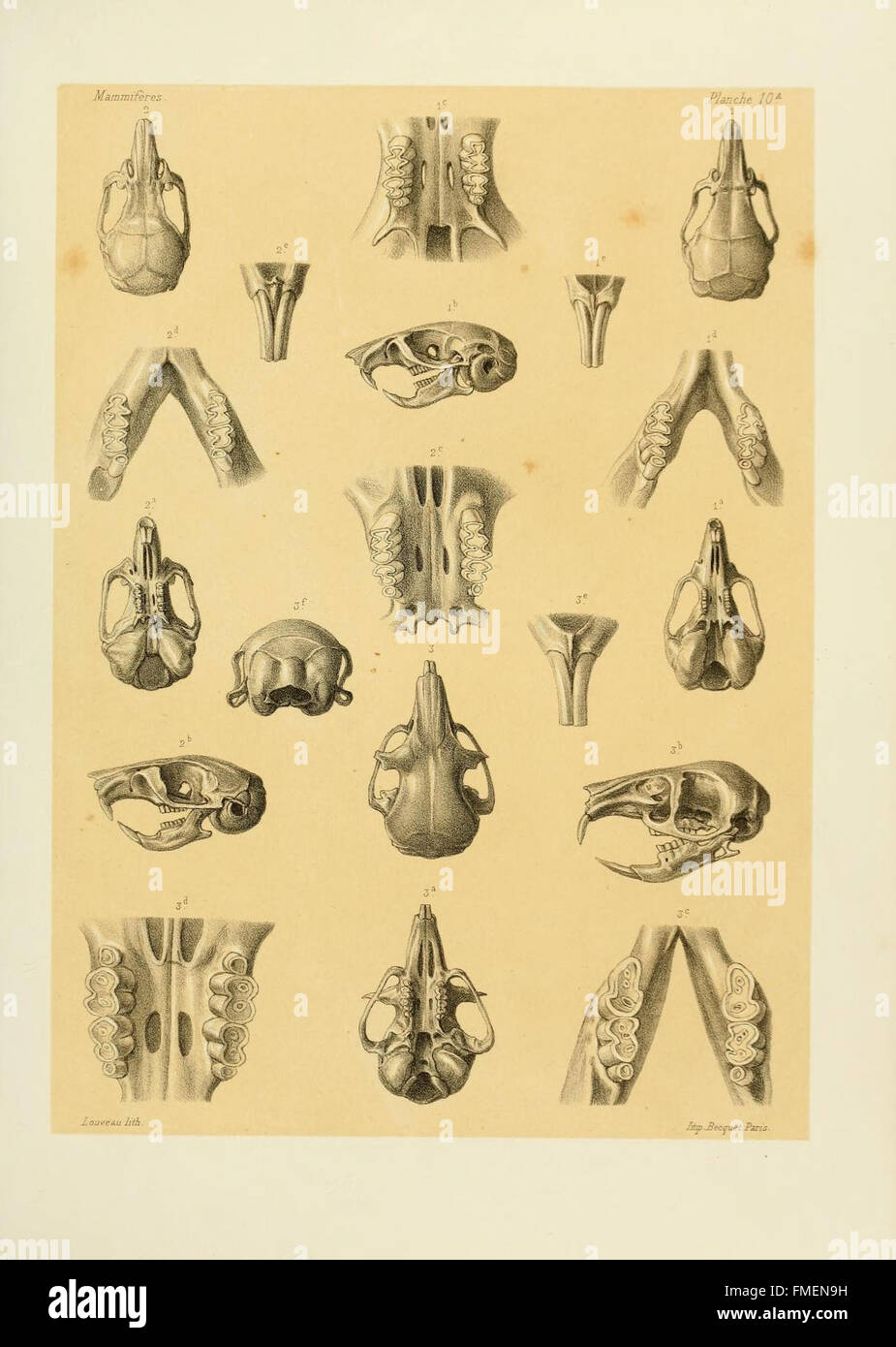 Understanding mammalian biology hi-res stock photography and images - Alamy
