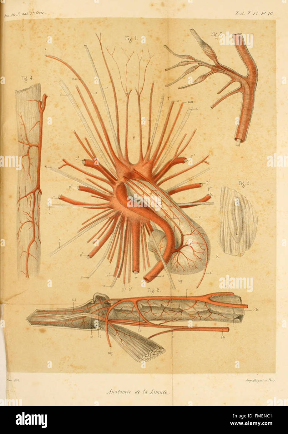 T.17, Pl. 10 from 'Recherches sur l'anatomie des Limules' presents ...