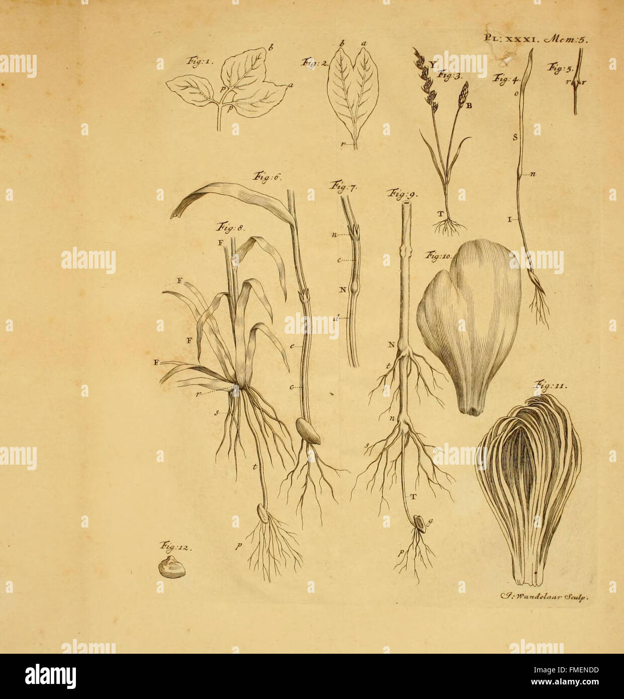 This plate showcases the research on the function of leaves in plants ...
