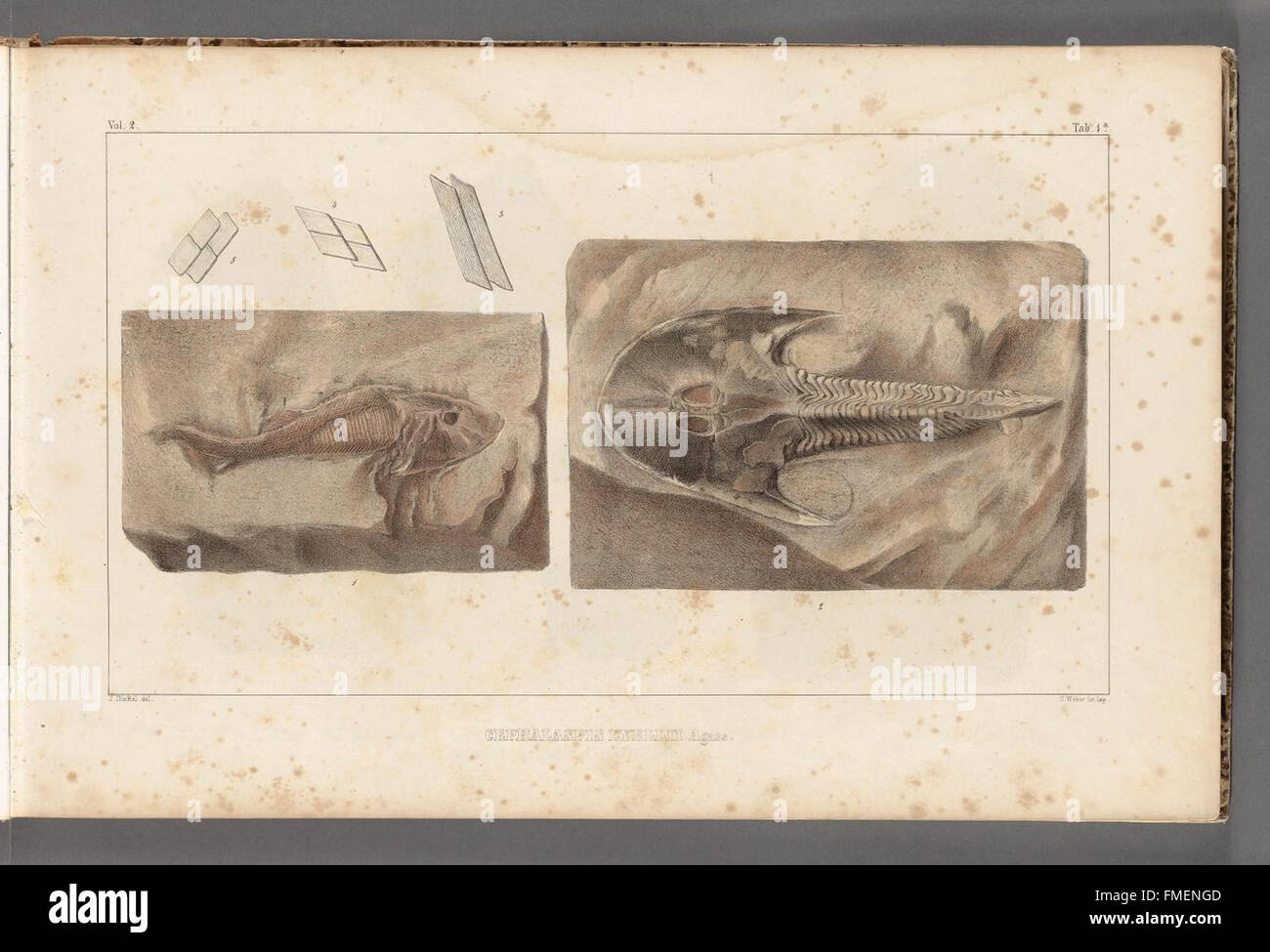 This research focuses on fossil fish species, offering detailed ...