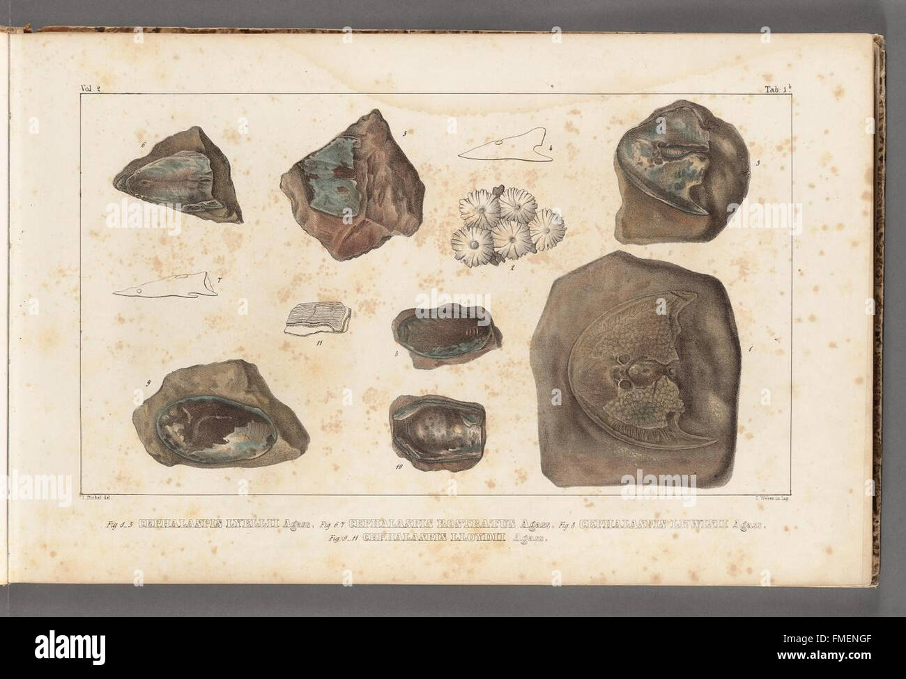 Work explores ancient extinct hi-res stock photography and images - Alamy