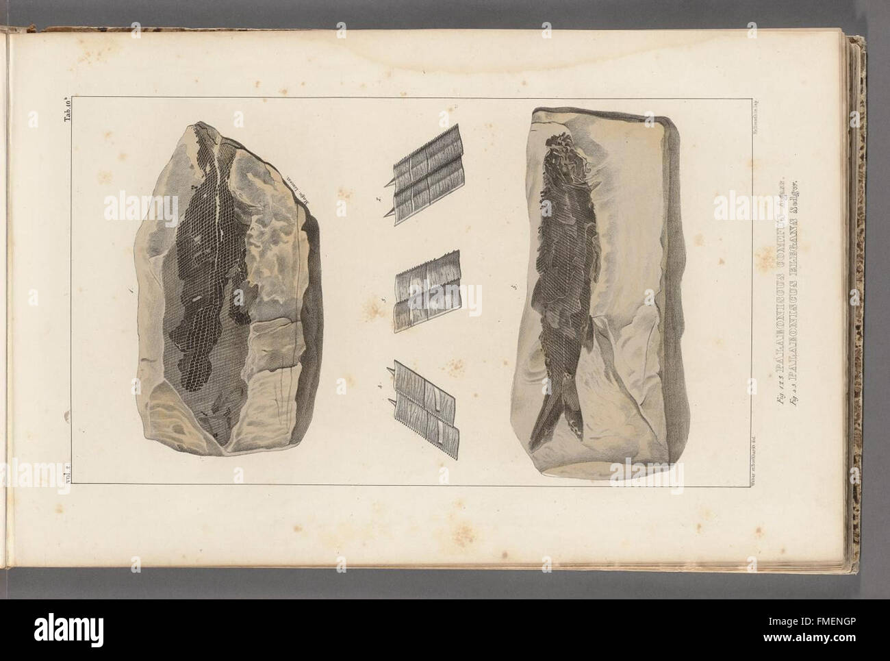 A detailed study of fossil fish species, with illustrations showcasing ...