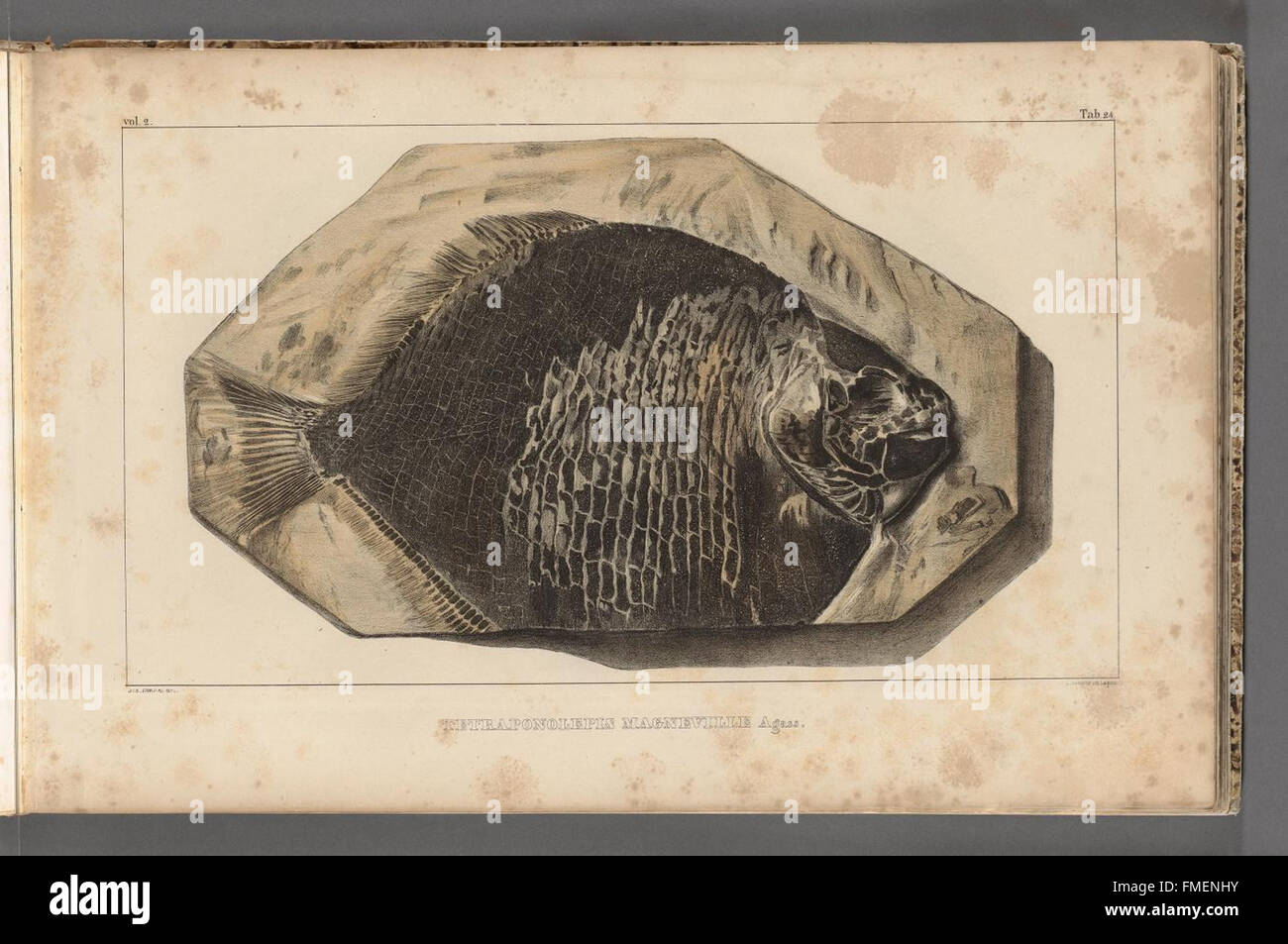 'Recherches sur les poissons fossiles' focuses on fossilized fish ...