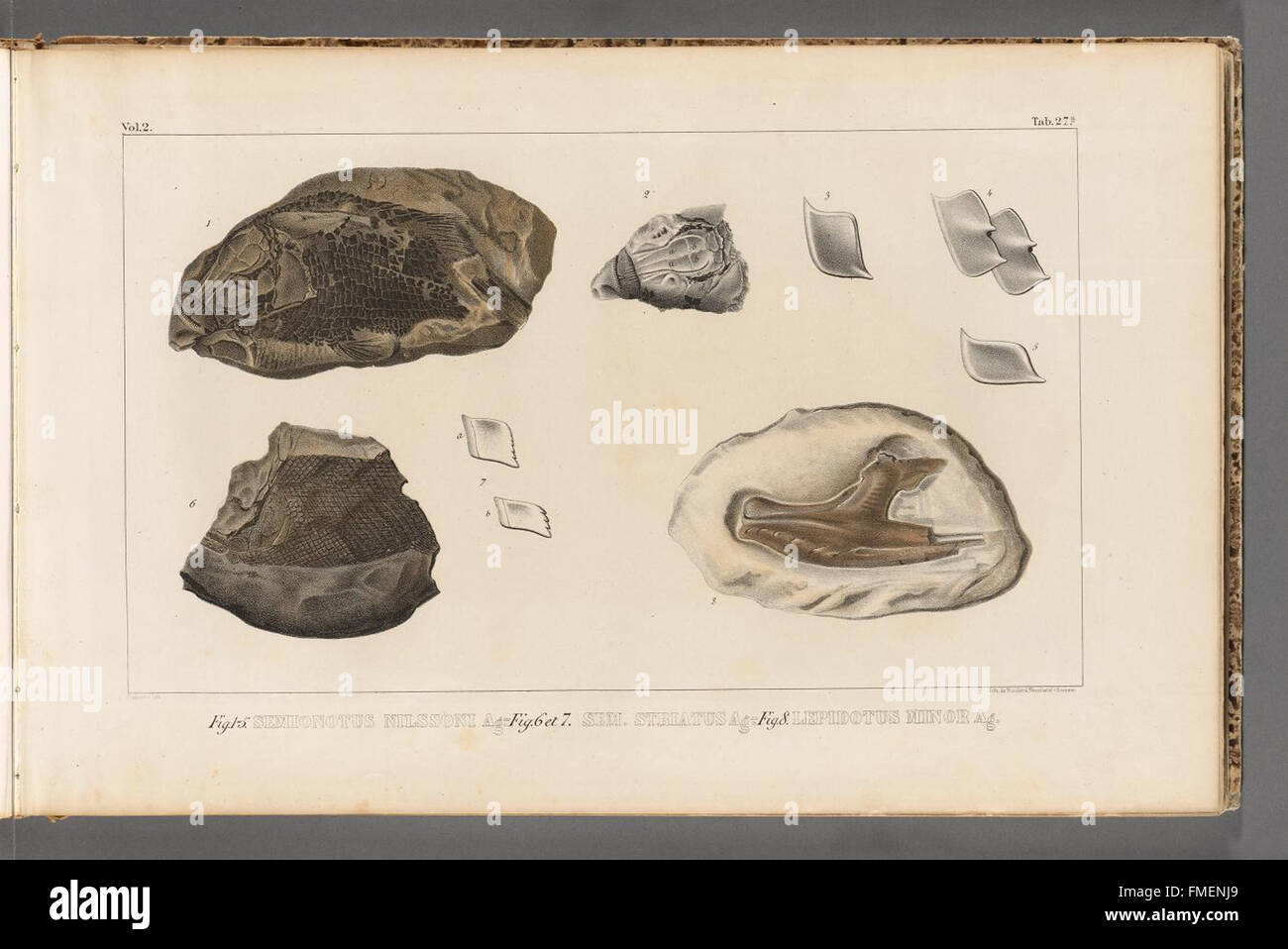 Louis Agassiz's 'Recherches sur les poissons fossiles' is a seminal ...
