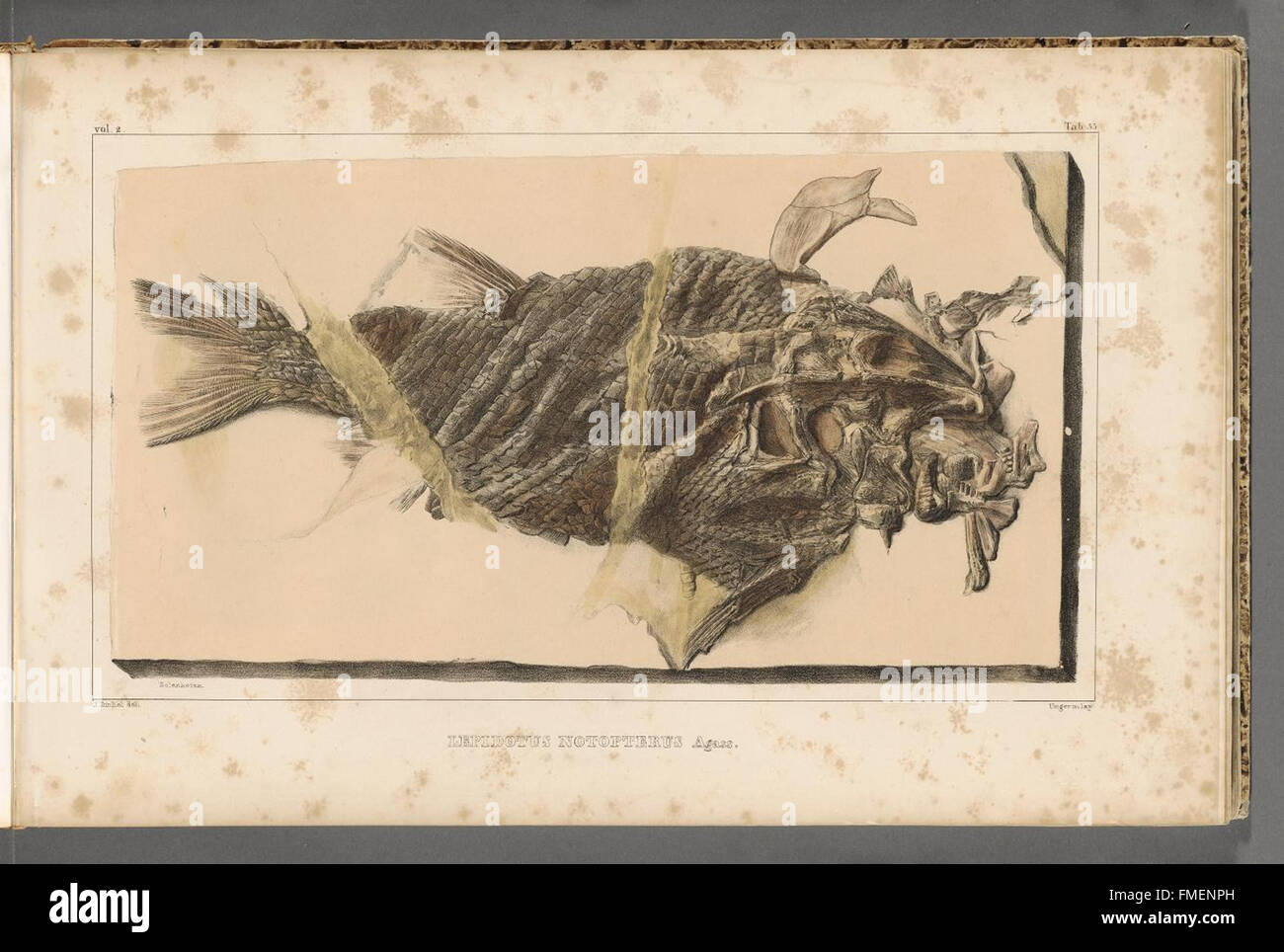 Tab. 35 from 'Recherches sur les Poissons Fossiles' features fossilized ...