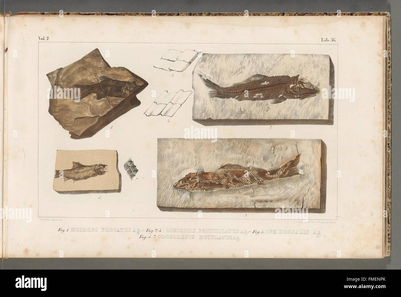 Tab 36 from 'Recherches sur les Poissons Fossiles' features fossil fish ...