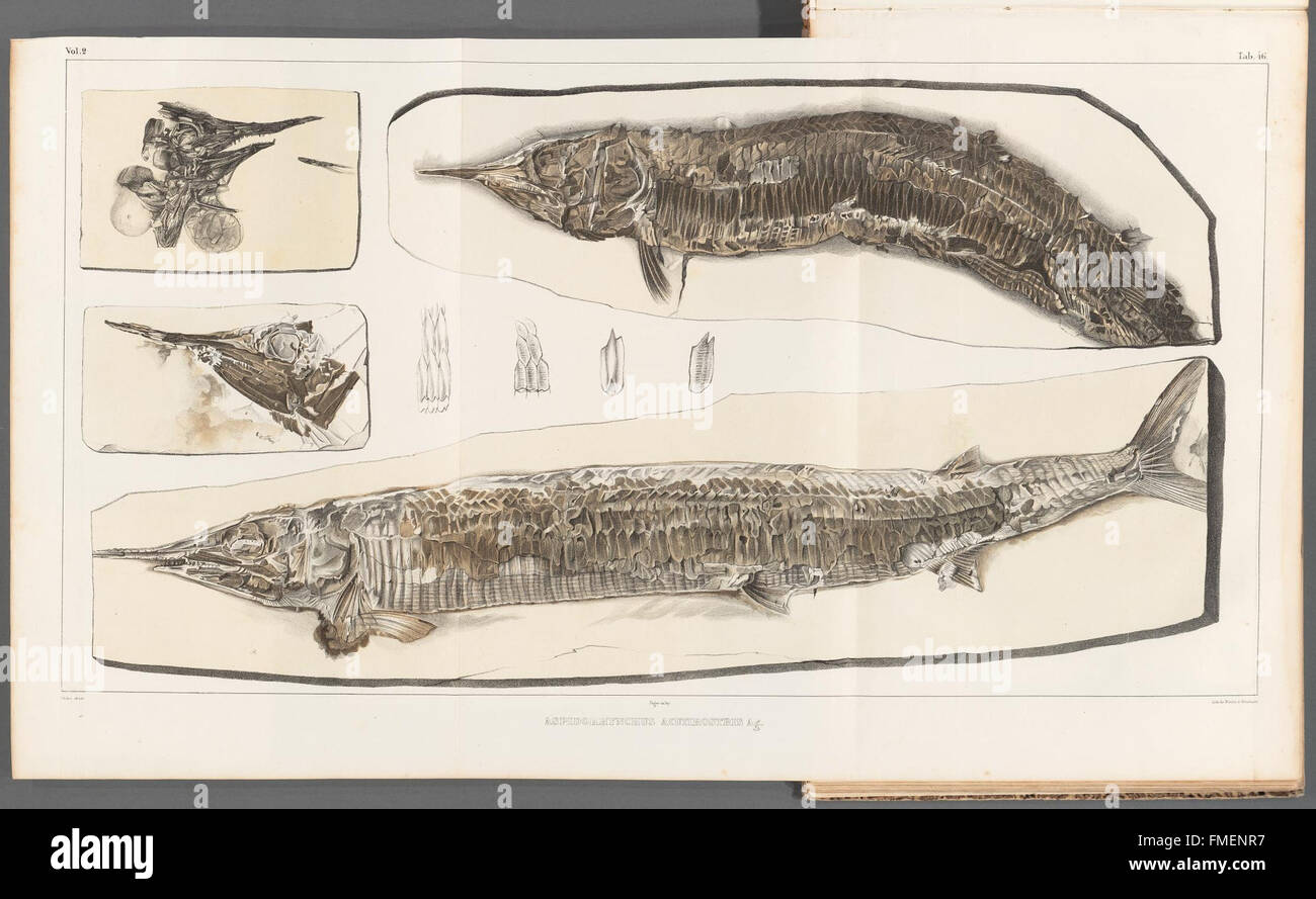 'Recherches sur les Poissons Fossiles' (Tab. 46) explores fossilized ...