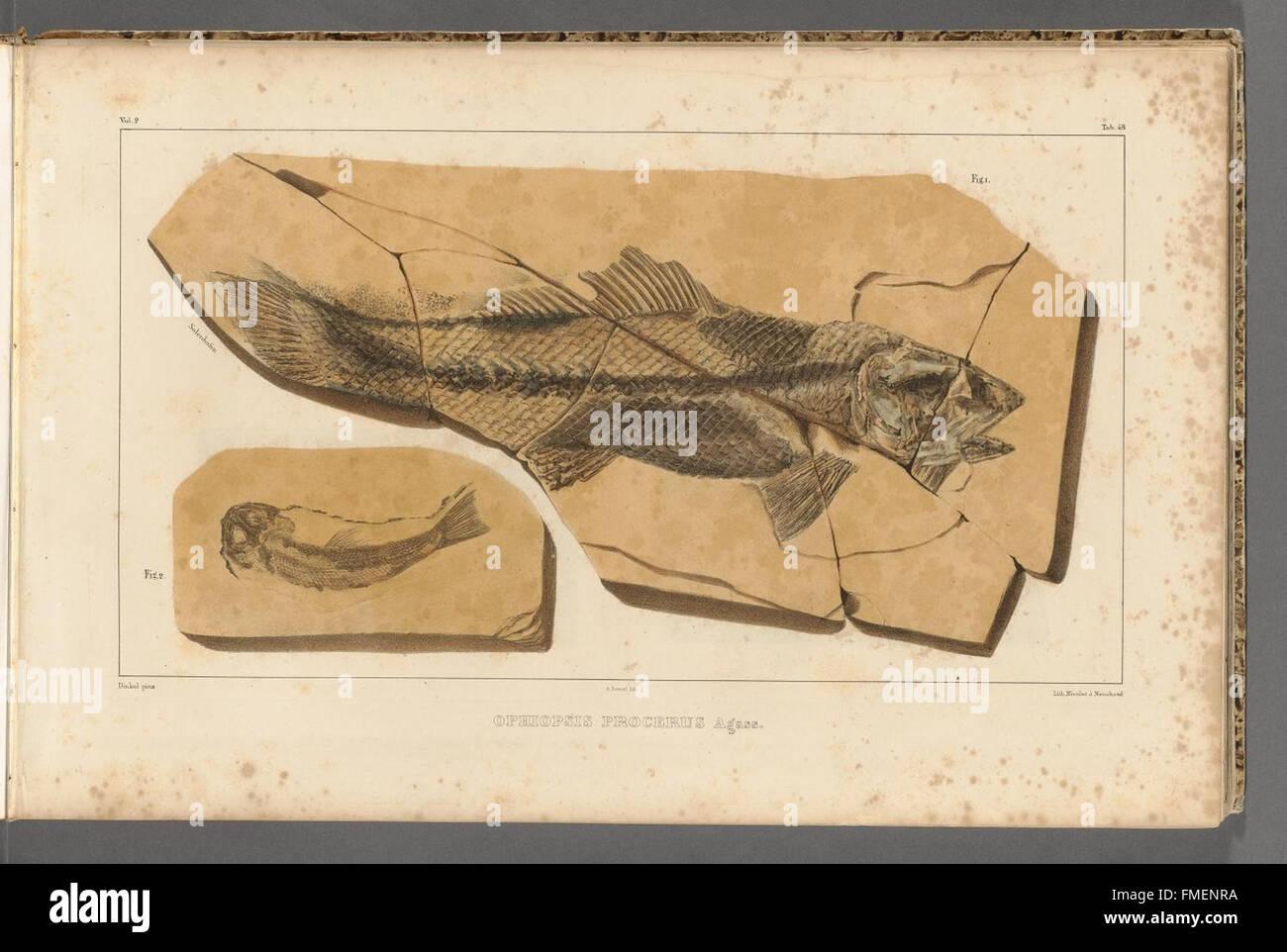 Tab. 48 from 'Recherches sur les poissons fossiles' features fossilized ...