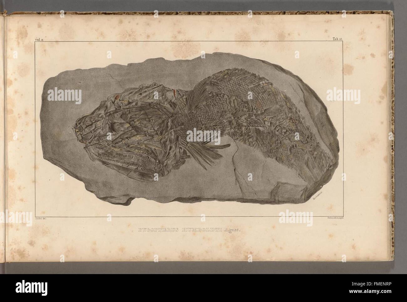 This plate illustrates fossil fish species, contributing to the ...