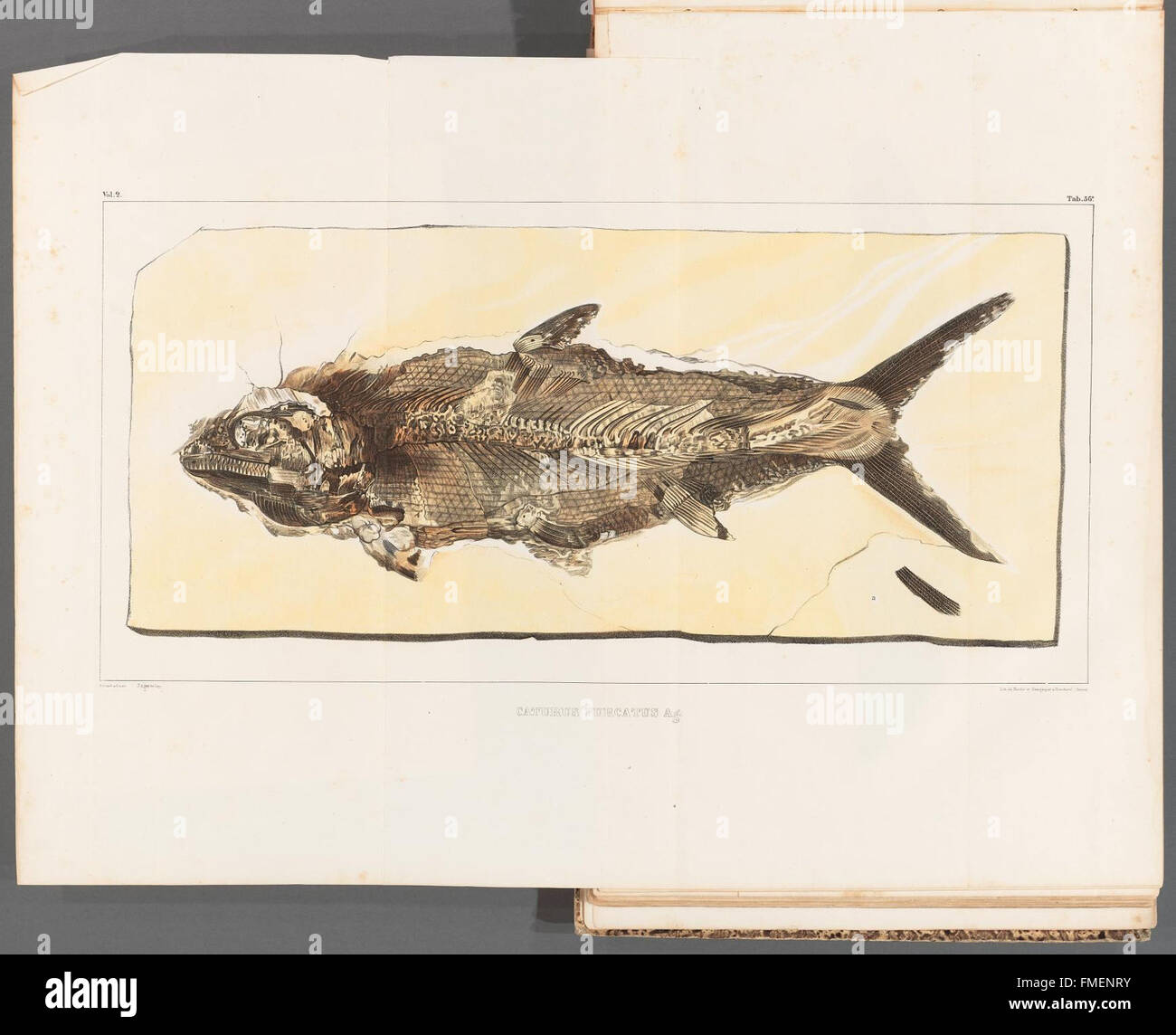Classification of fossil fish hi-res stock photography and images - Alamy