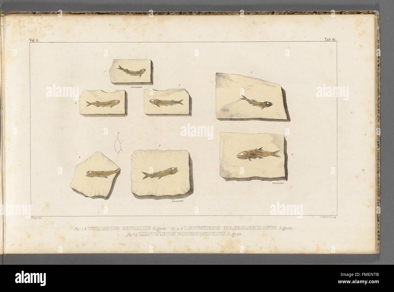 *Recherches sur les poissons fossiles* (Fossil Fish Research) focuses ...