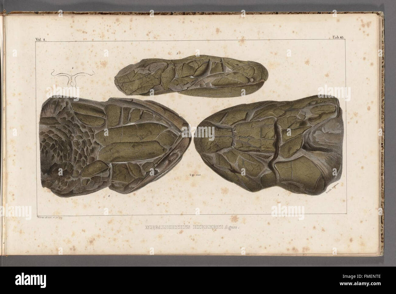 Recherches sur les poissons fossiles (Tab. 63 Stock Photo - Alamy