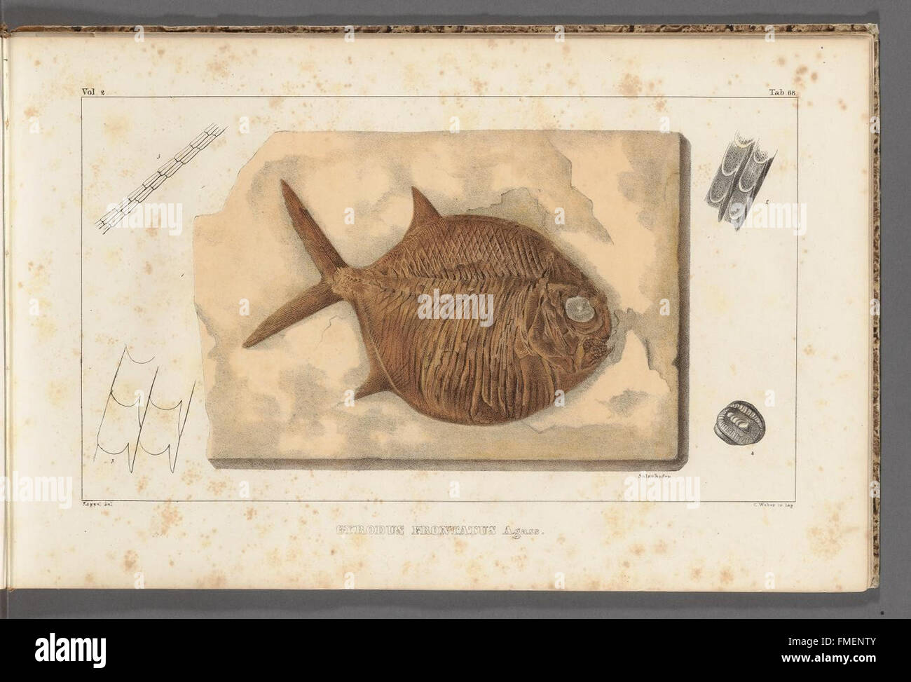 'Recherches sur les Poissons Fossiles' investigates fossil fish species ...