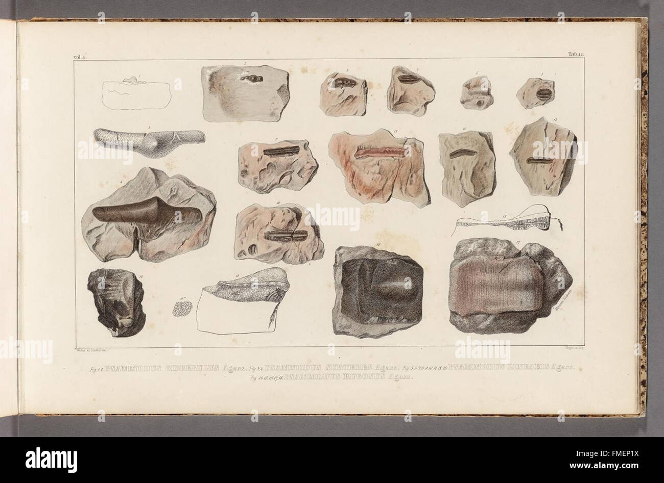 This plate presents research on fossil fish species, illustrating the ...