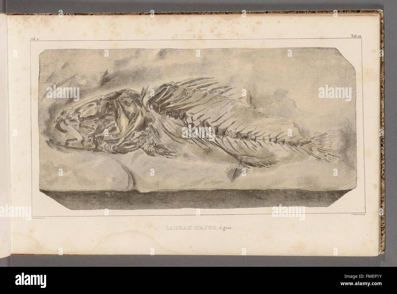 This illustration from fossil fish research provides a detailed ...