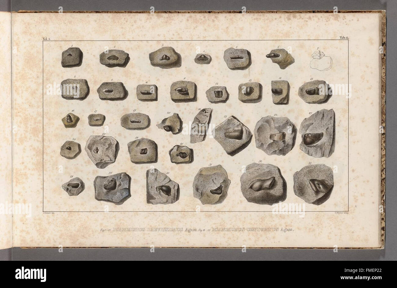 This research focuses on fossil fish species, with Tab 14 illustrating ...