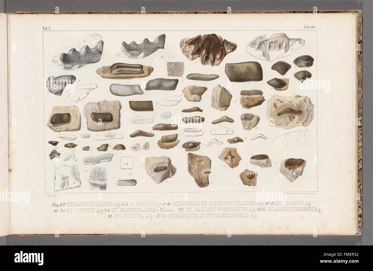 Plate 18 from 'Recherches sur les poissons fossiles' illustrates ...