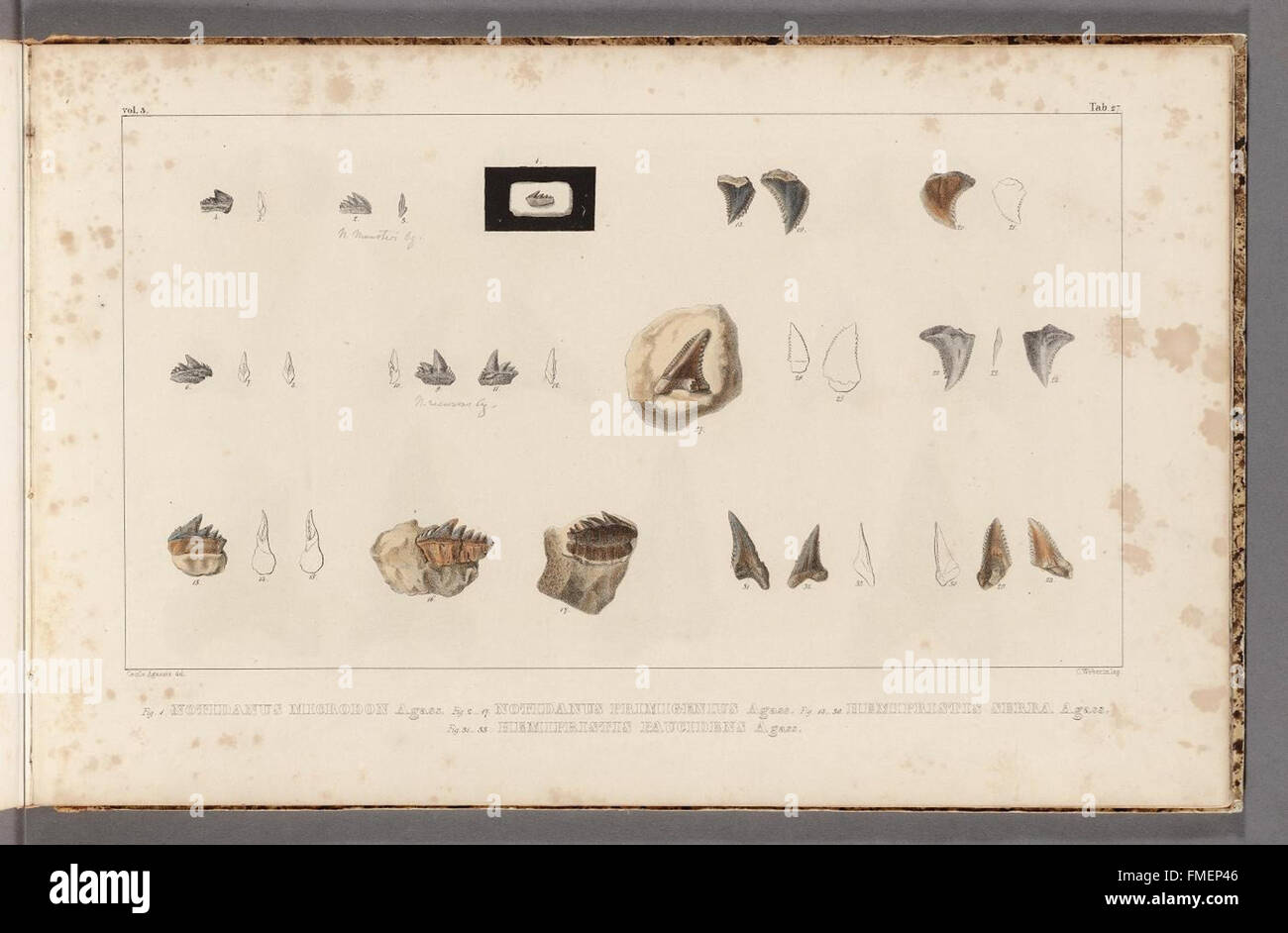 This study on fossil fishes, illustrated in Tab 27, examines ancient ...