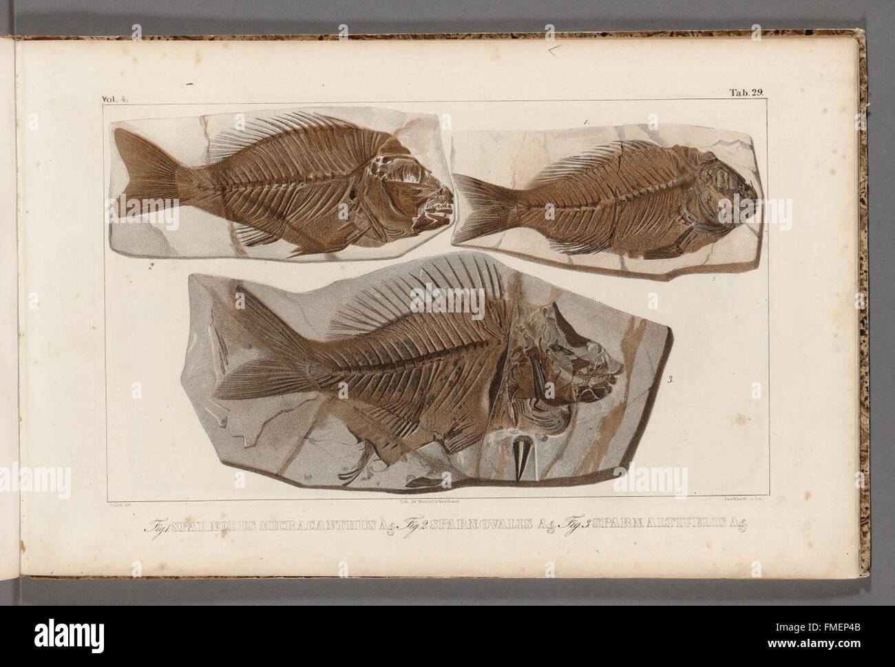 Tab 29 from *Recherches sur les Poissons Fossiles* presents fossilized ...