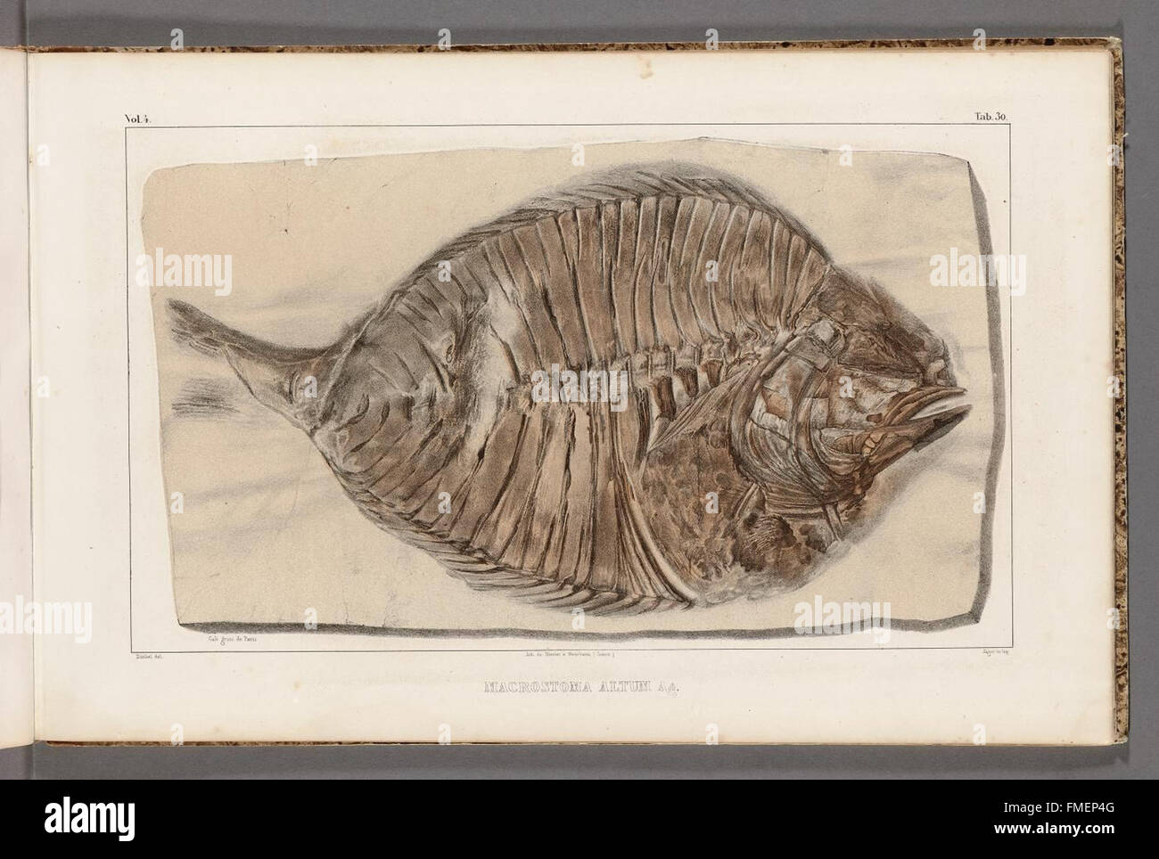 Tab 30 from 'Recherches sur les poissons fossiles' presents fossil fish ...