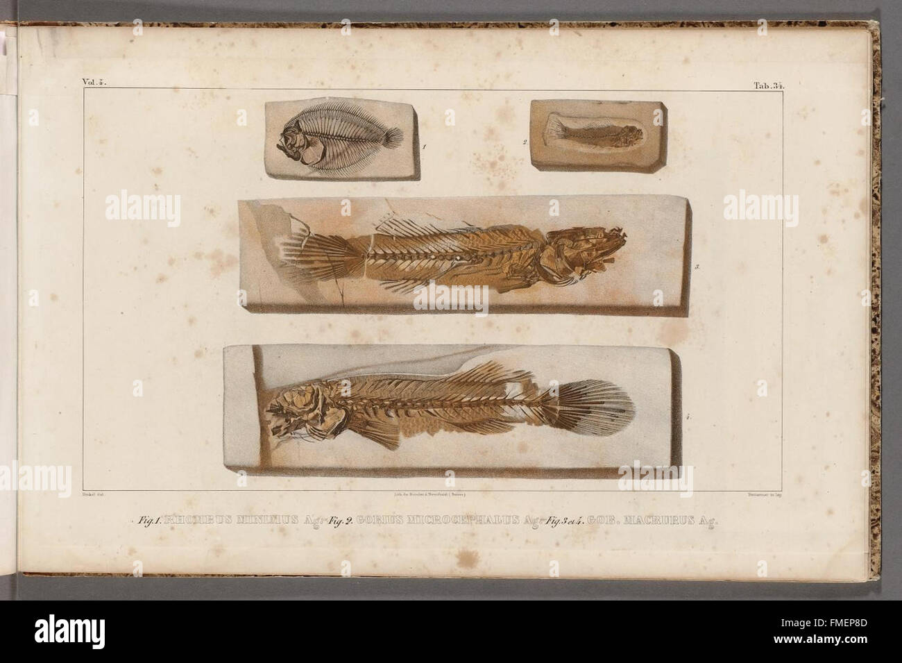 Tab 34 from 'Recherches sur les Poissons Fossiles' presents ...