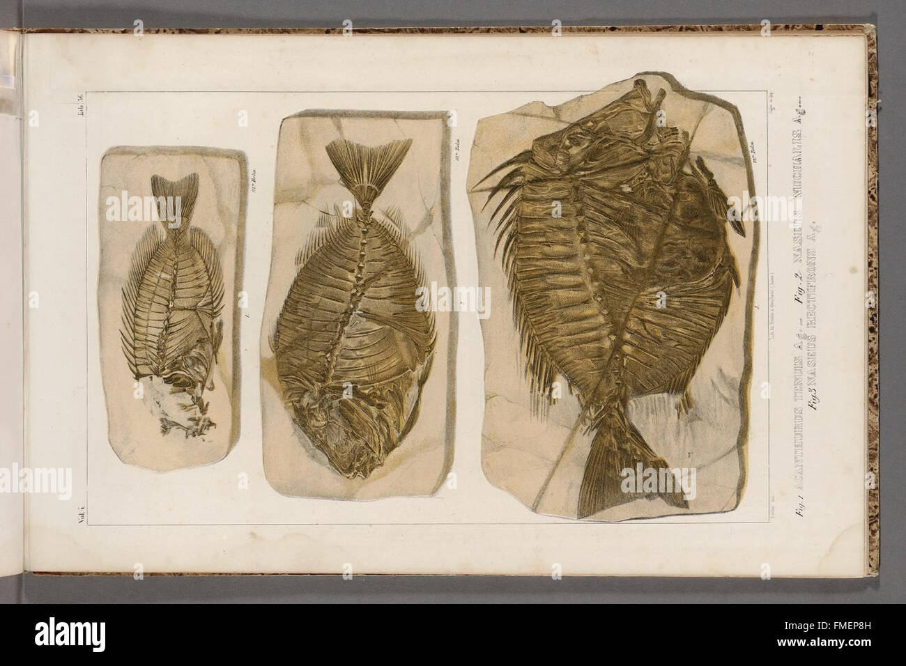 'Recherches sur les Poissons Fossiles' (Tab 36) presents research on ...