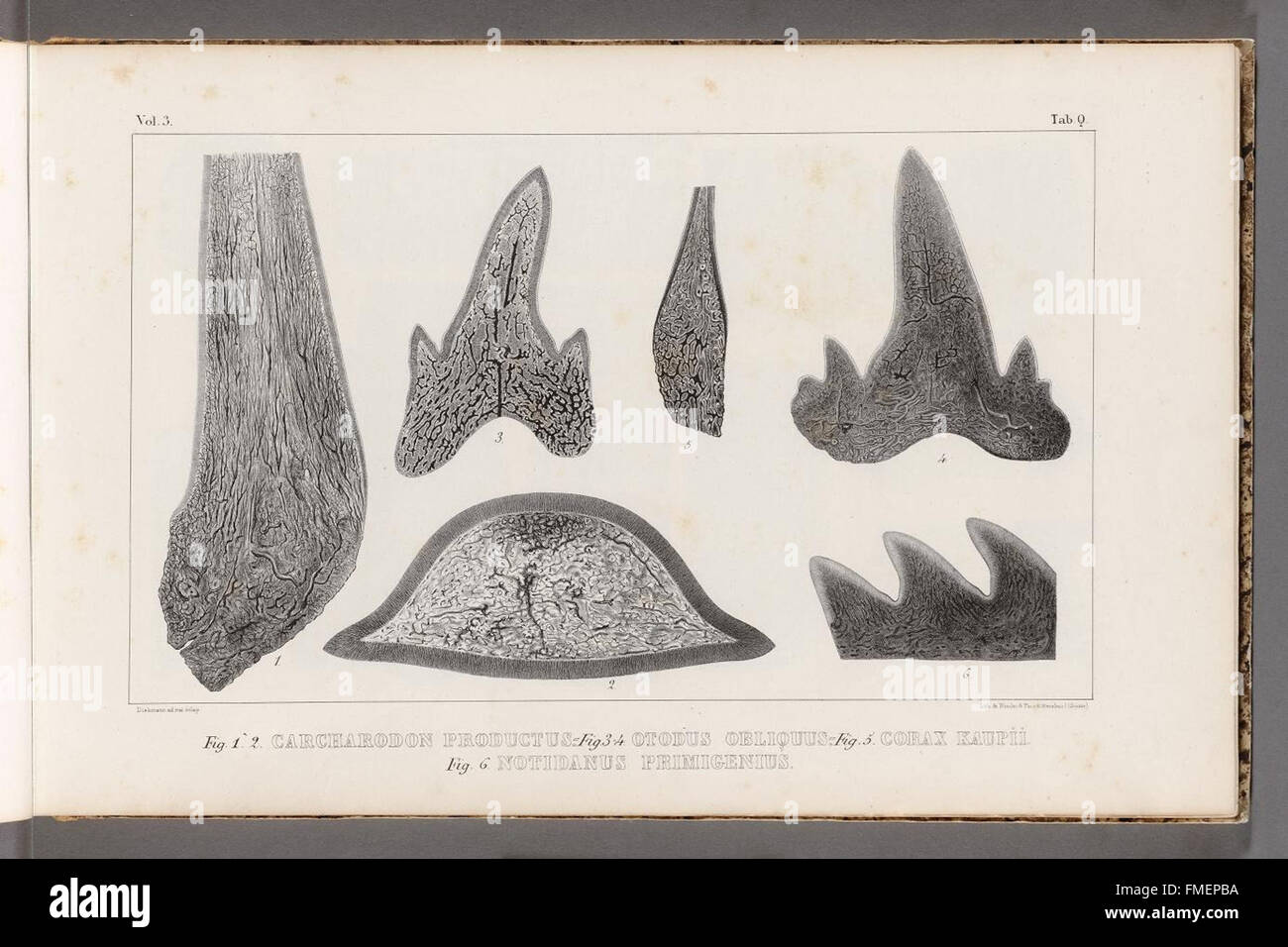 'Recherches sur les poissons fossiles' (Tab Q) explores fossilized fish ...