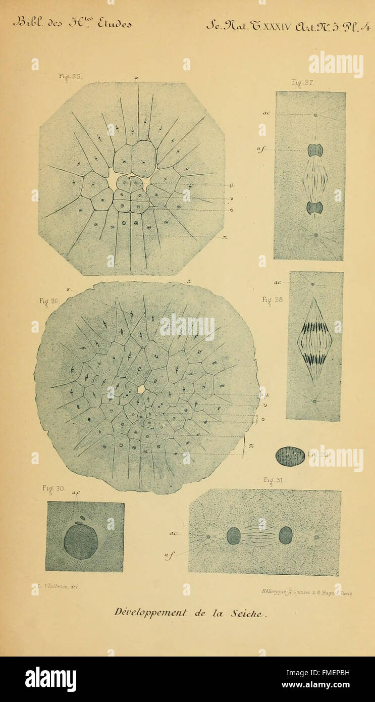 This research focuses on the initial stages of development of the ...