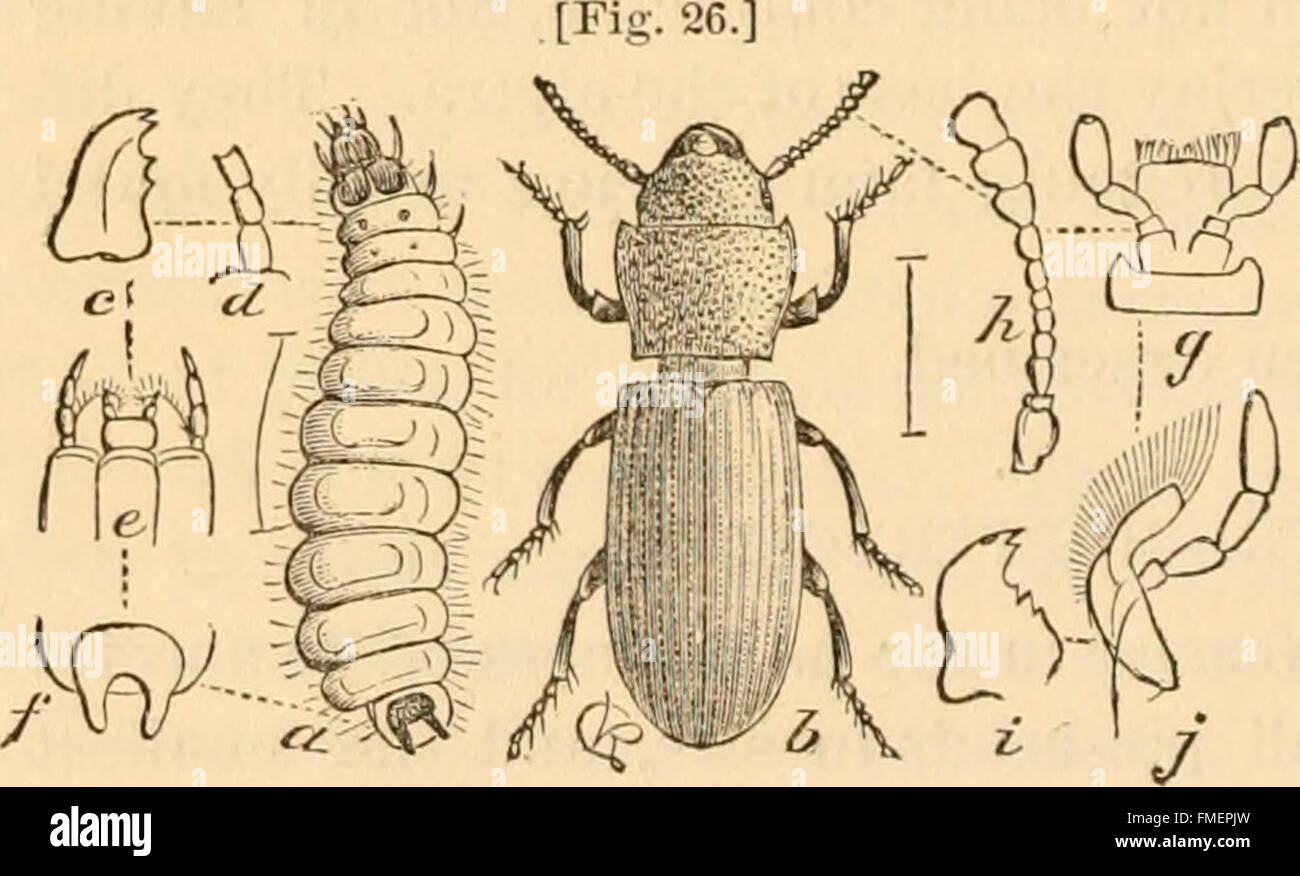 Books on insects hi-res stock photography and images - Alamy