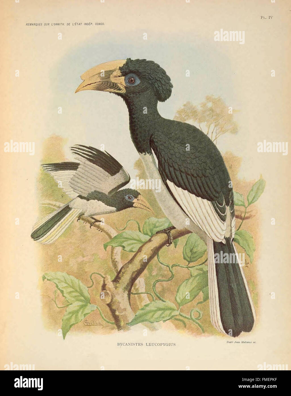 Plate IV from 'Remarques sur l'Ornithologie de l'État Indépendant du ...