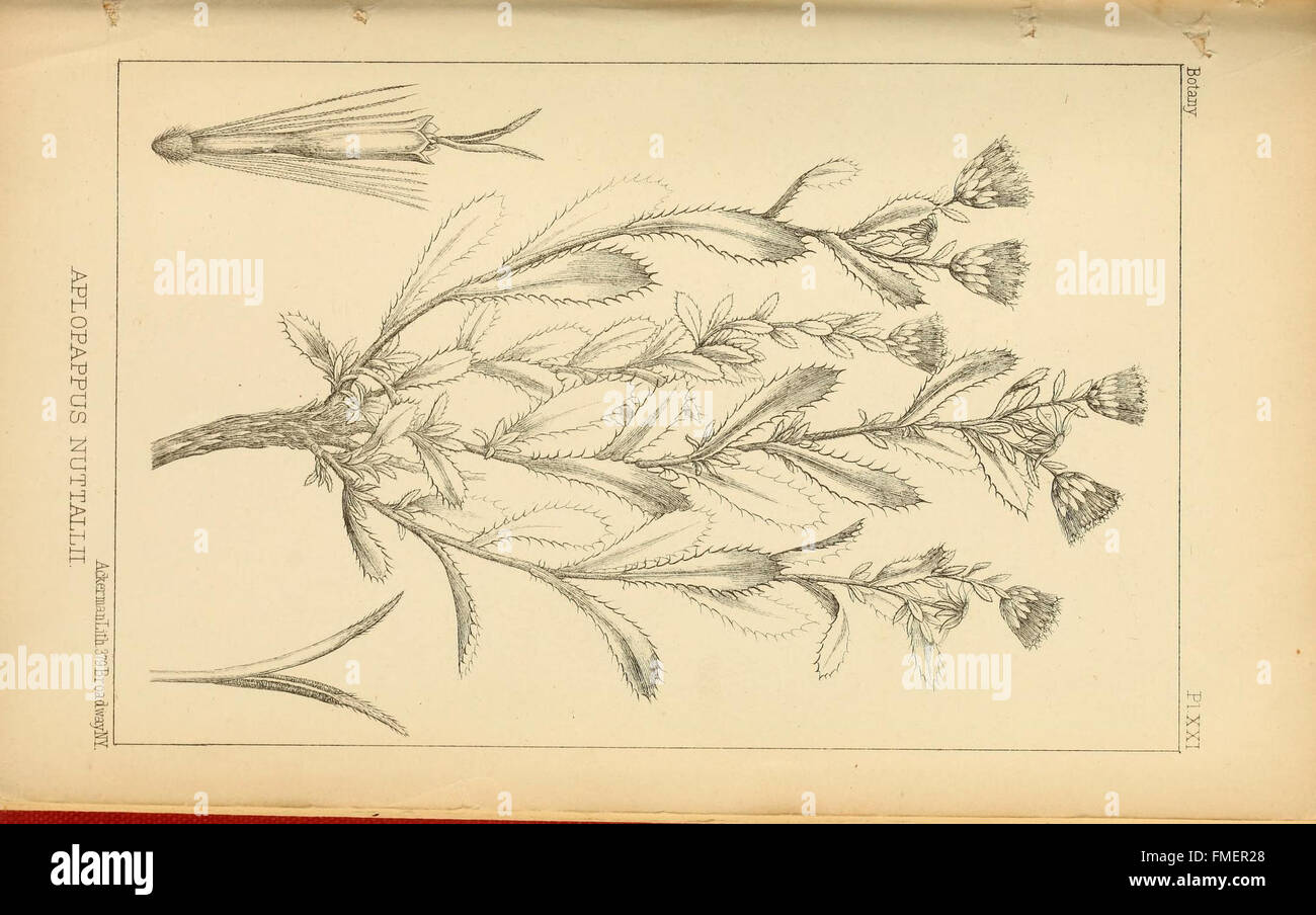 This botanical plate details the plants and flora discovered during an ...