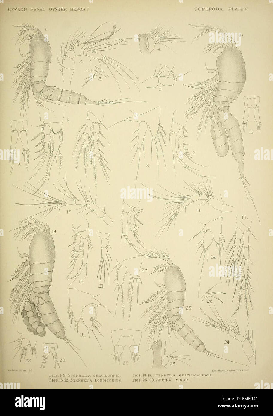 Various copepod species collected hi-res stock photography and images ...