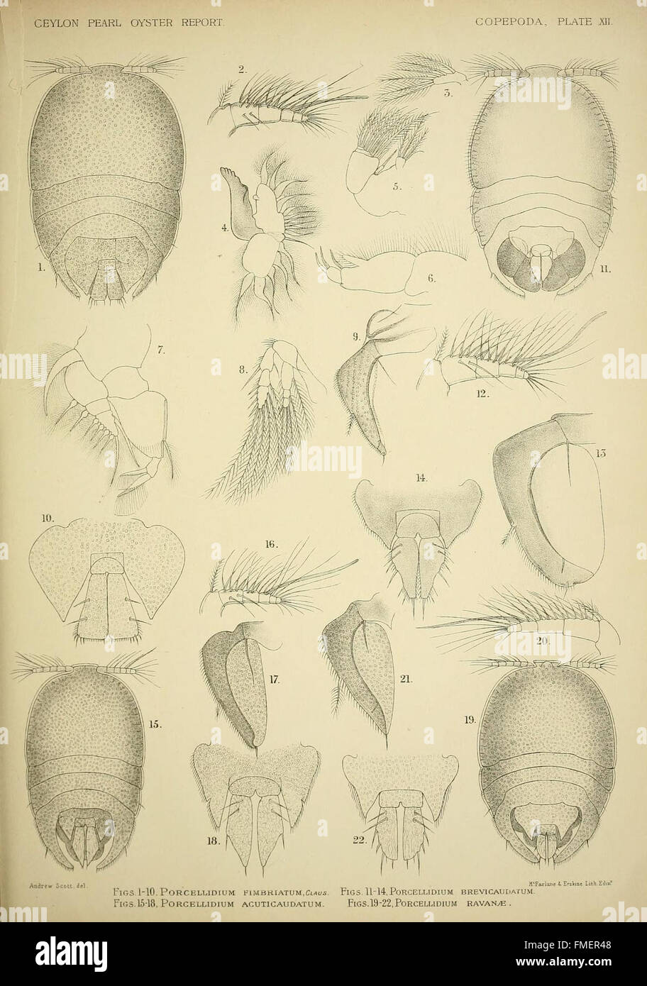 Copepod species hi-res stock photography and images - Alamy