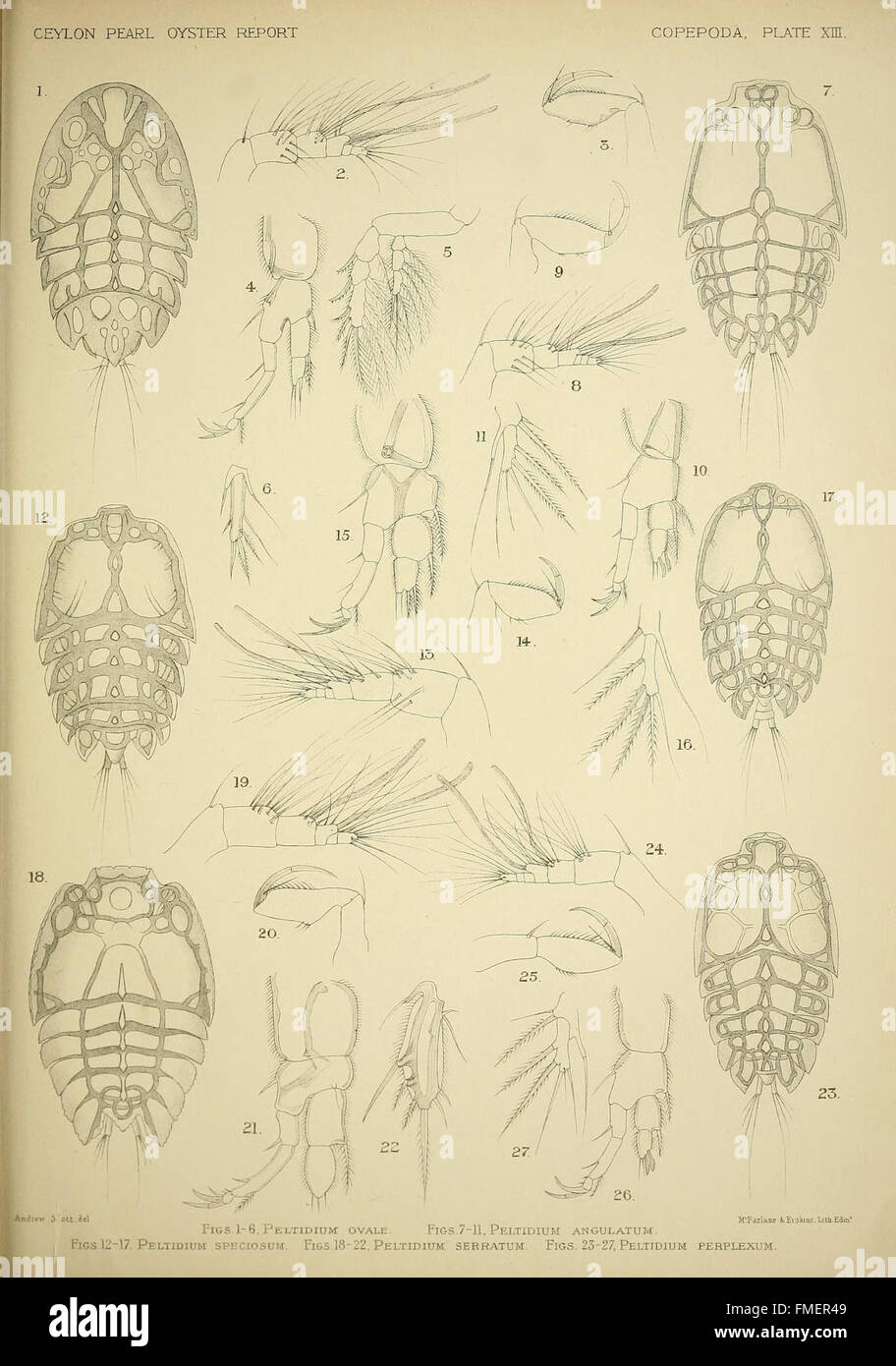 This plate from the 1902 report on Copepoda collected by Professor ...