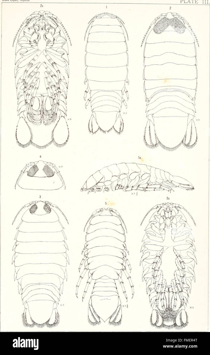 Isopoda illustration hi-res stock photography and images - Alamy