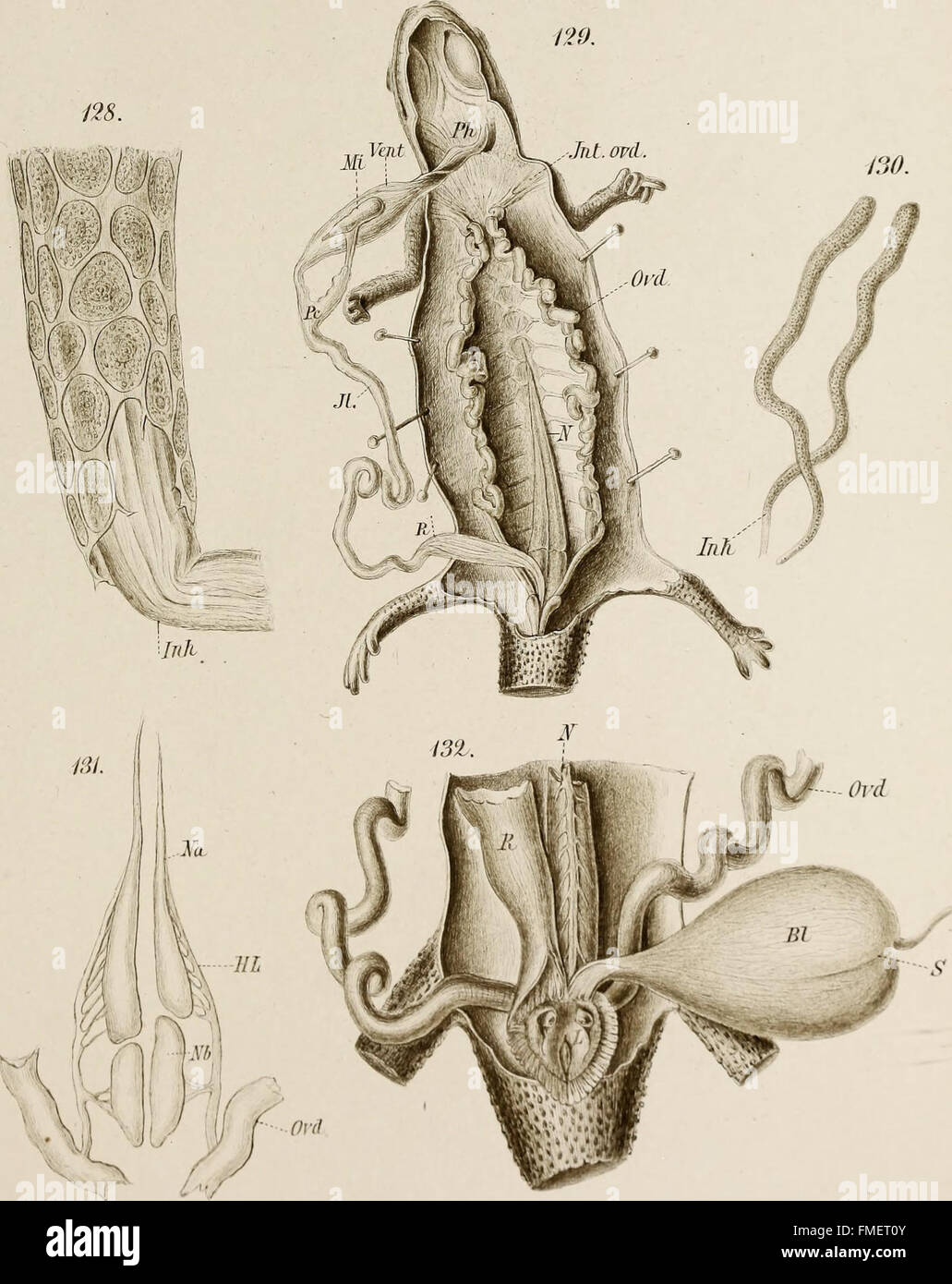 This 1875 work examines the comparative anatomy of two salamander ...