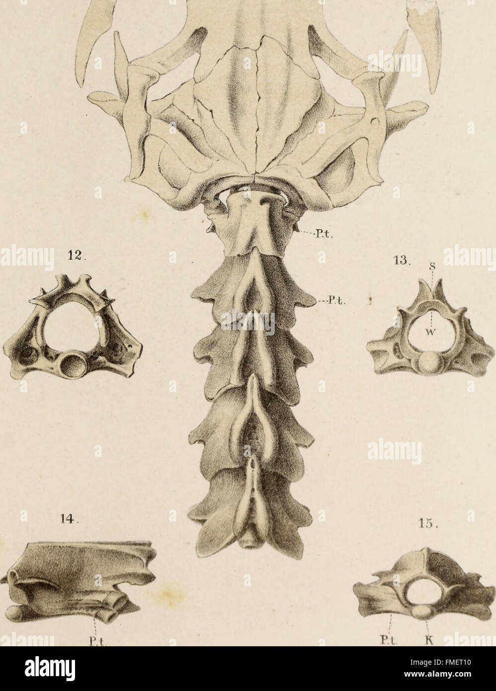 This work provides a comparative anatomical study of the salamander ...