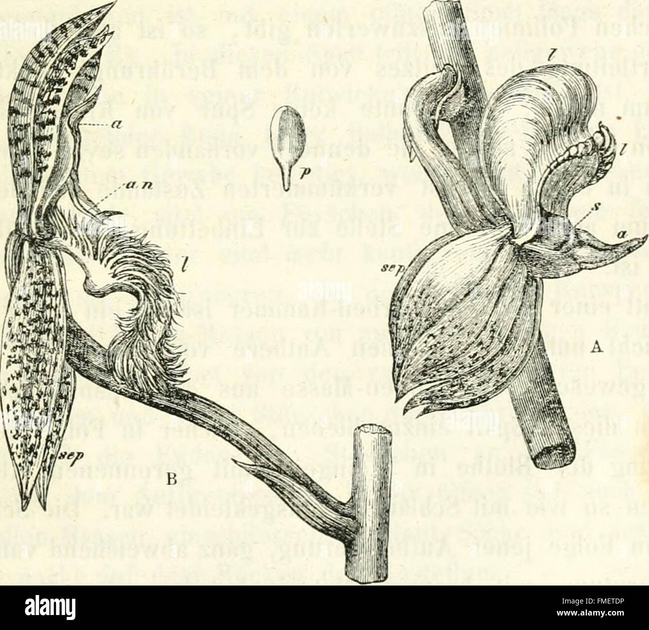 This 1862 study explores the pollination mechanisms of British and ...