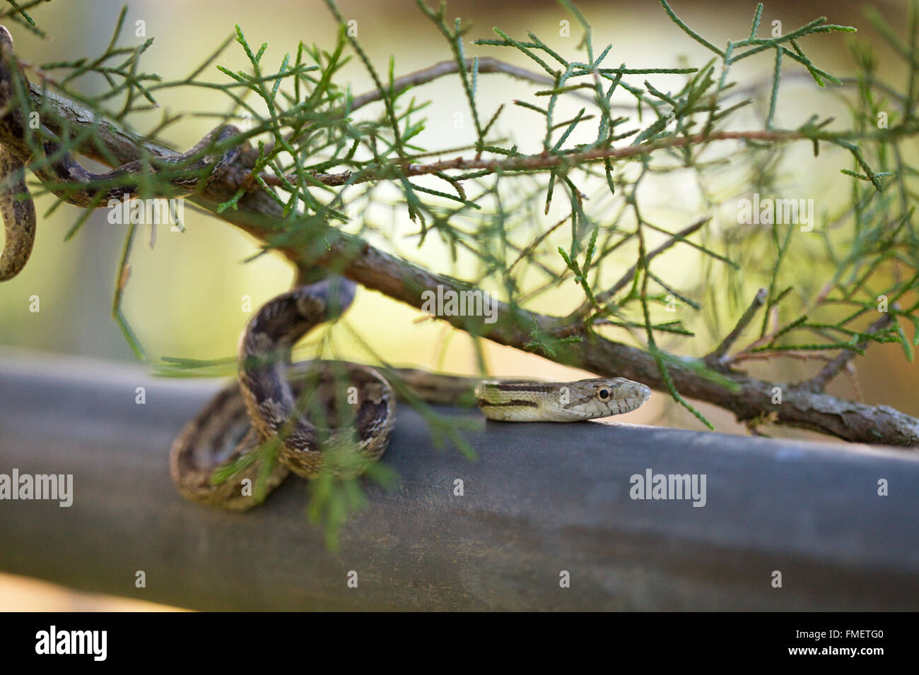 A small rat snake curled on a tree branch in Florida Stock Photo - Alamy