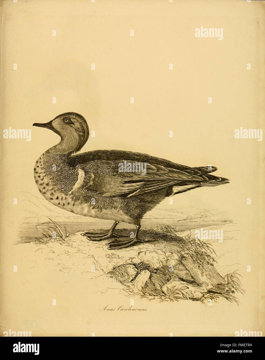 Plate 1 from Sir William Jardine's 'Illustrations of the Duck Tribe ...