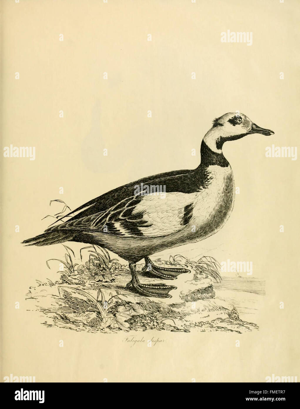 Plate 4 from 'Sir William Jardine's Illustrations of the Duck Tribe ...