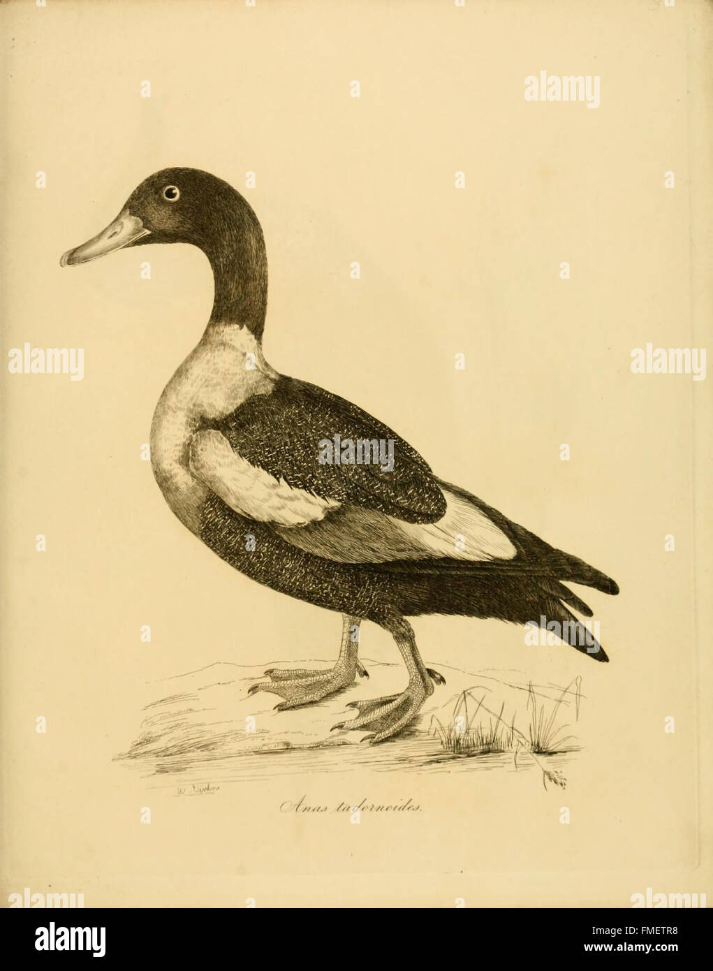 Plate 2 of Sir William Jardine's 'Illustrations of the Duck Tribe ...