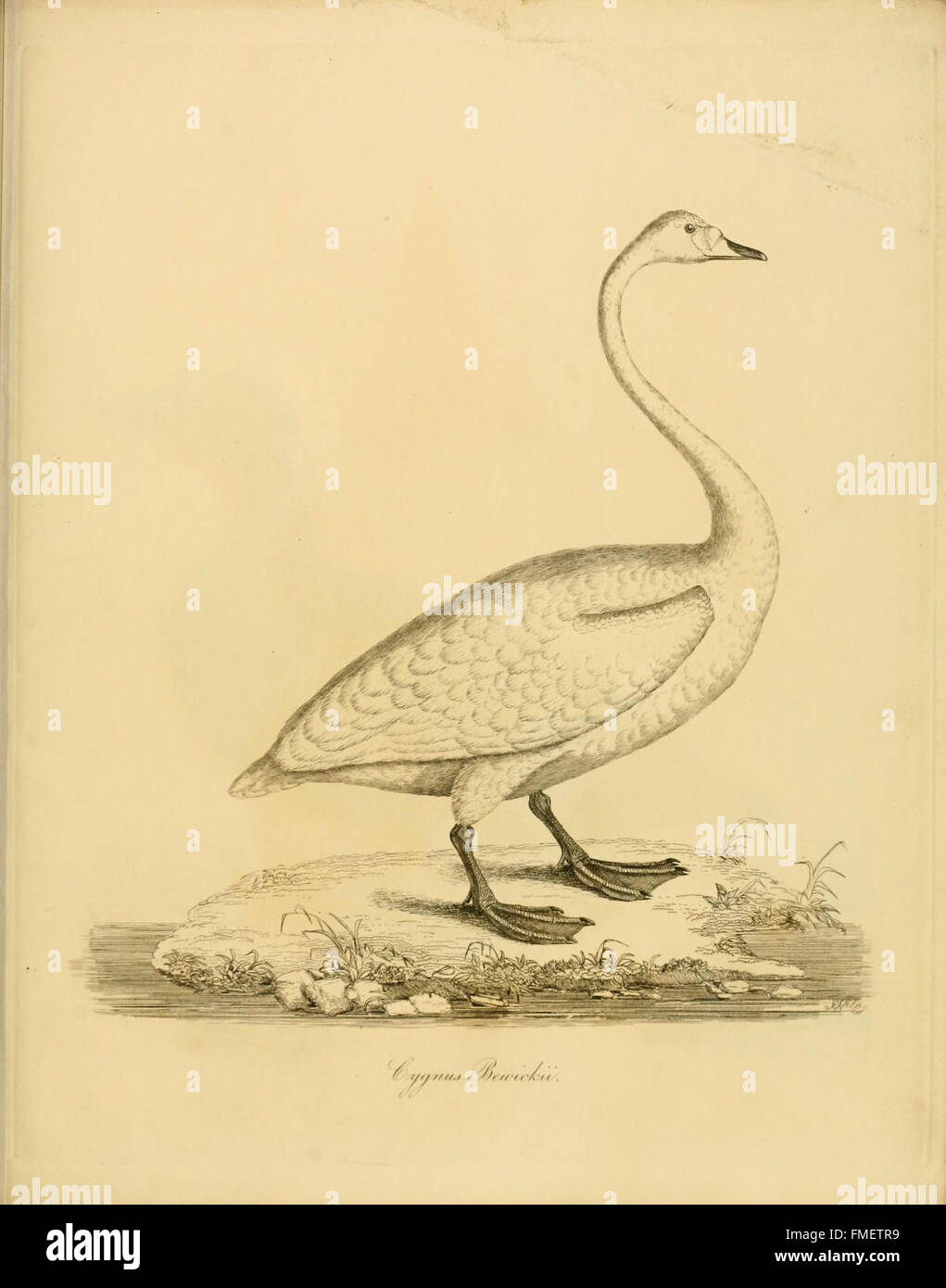 Plate 8 from Sir William Jardine's illustrations of the Duck Tribe ...