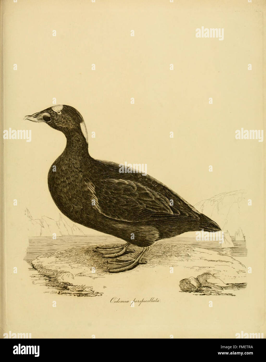 Sir William Jardine's 'Illustrations of the Duck Tribe' (Plate 9 ...