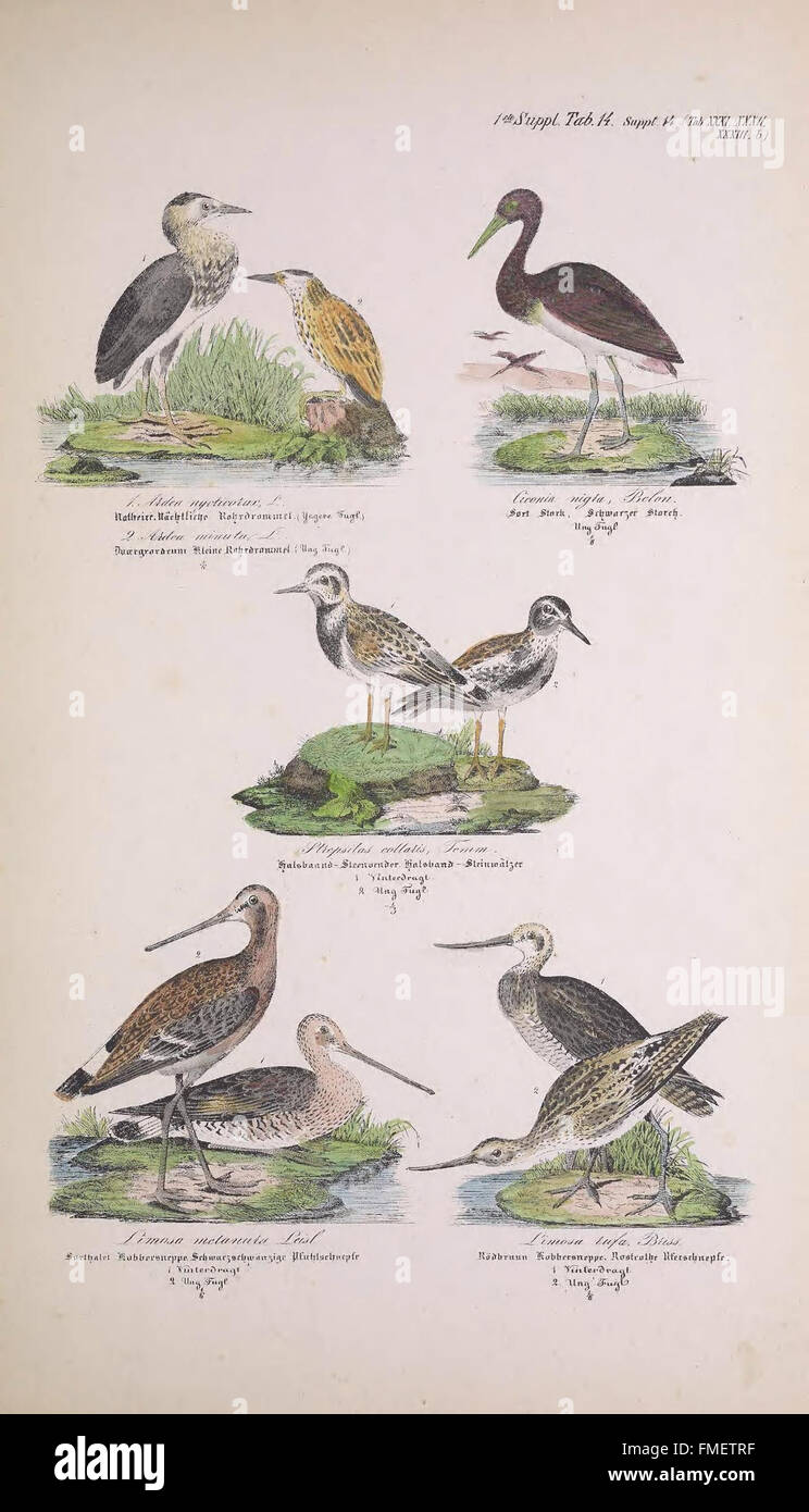 The 'Skandinaviens Fugle' supplement (Tab. 14) presents illustrations ...