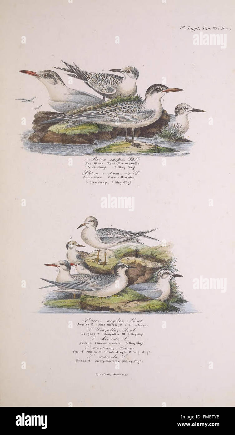 Plate 20 from 'Skandinaviens fugle' (Birds of Scandinavia) illustrates ...