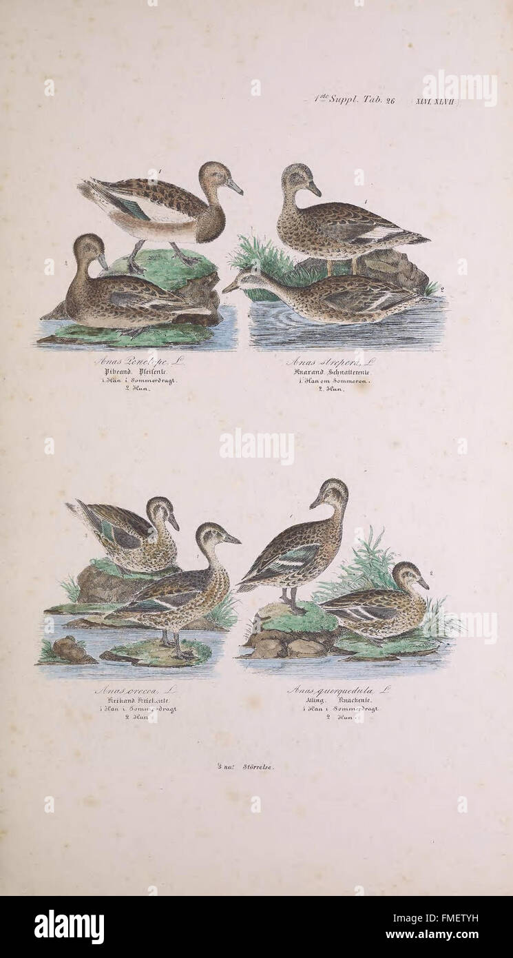 'Skandinaviens Fugle' (1ste Suppl. Tab. 26) presents an extensive ...