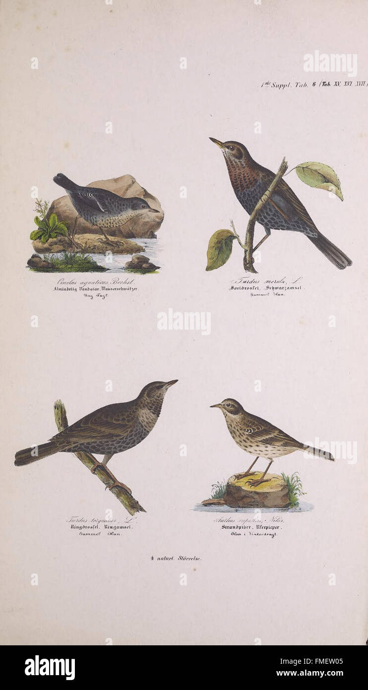 'Skandinaviens Fugle' (1st Supplement, Tab. 6) provides detailed ...