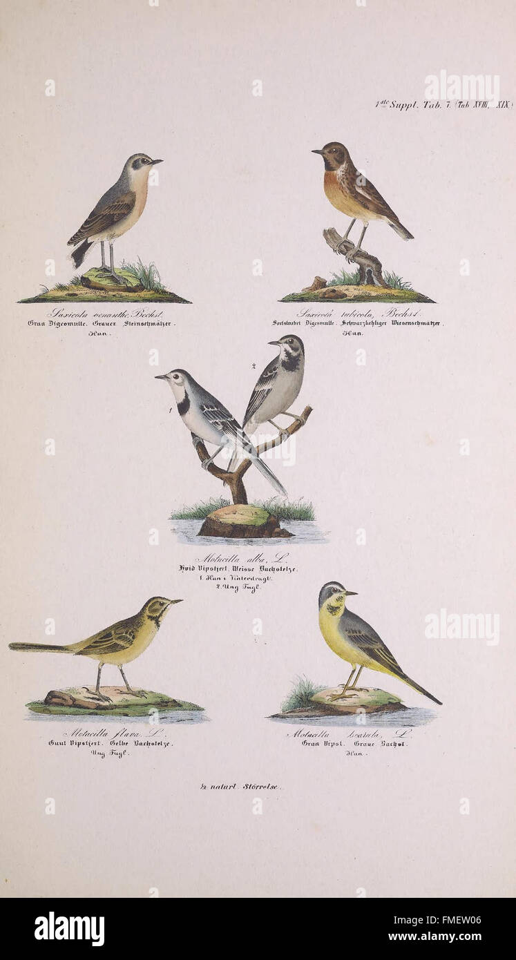 This illustration features a detailed depiction of Scandinavian bird ...